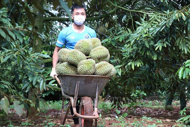 Vietnam expects official export of durian to China - VNA Photos ...