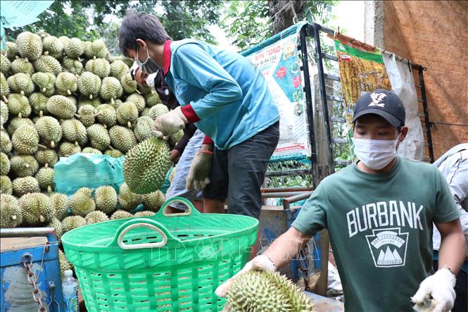 Vietnam expects official export of durian to China - VNA Photos ...