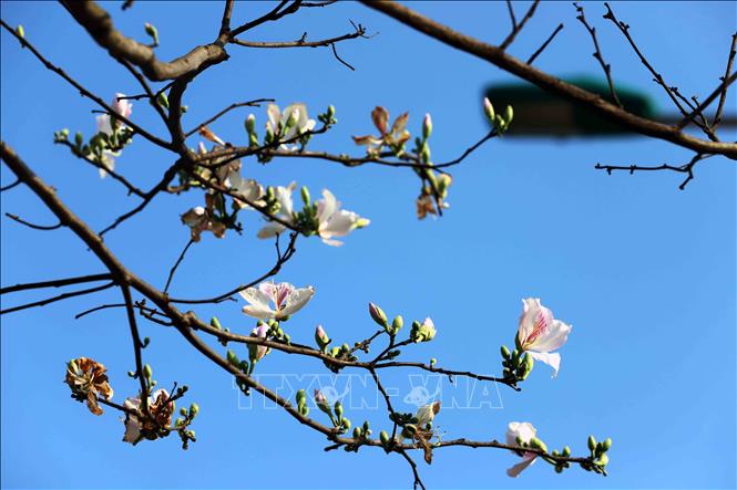 Ban flowers come with spring in northwestern Vietnam - VNA Photos ...