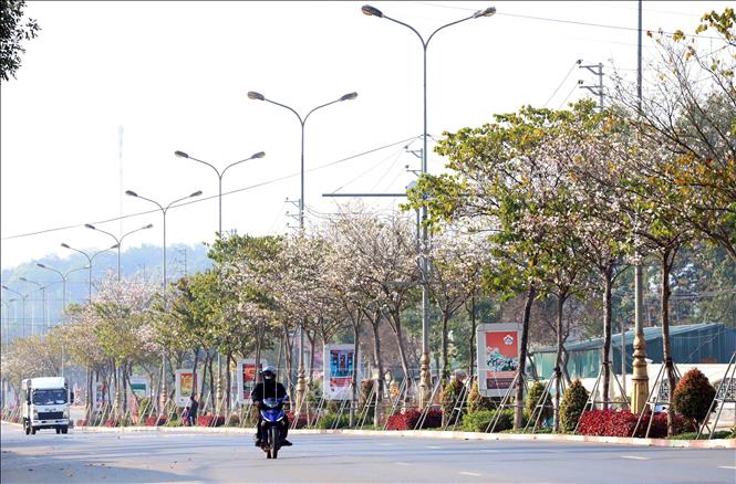 Ban flowers come with spring in northwestern Vietnam - VNA Photos ...