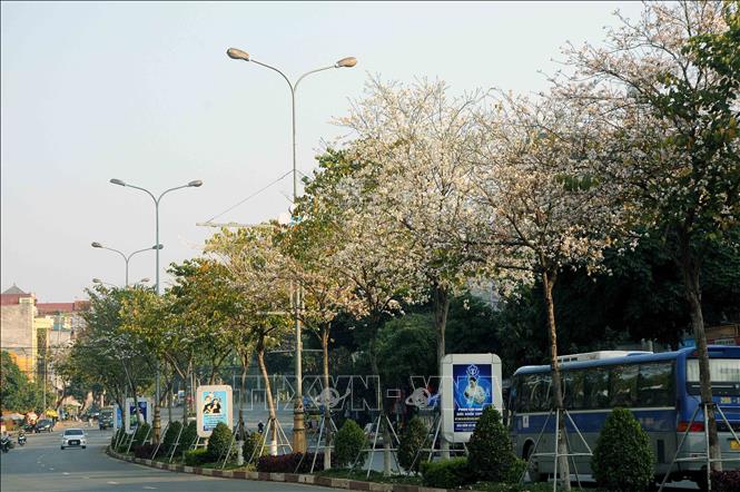 Ban flowers come with spring in northwestern Vietnam - VNA Photos ...