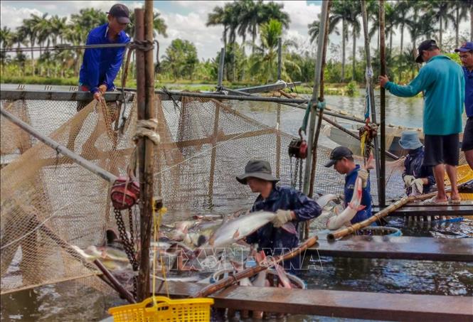 Tra fish price in Mekong Delta increases sharply - VNA Photos - Vietnam ...