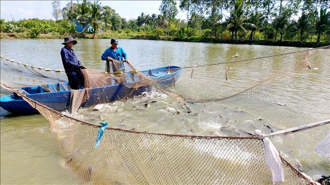 Tra fish exports record strong recovery in early 2022 - VNA Photos ...
