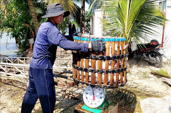 Tra fish exports record strong recovery in early 2022 - VNA Photos ...