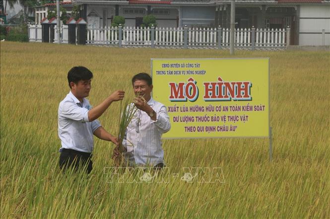 Tien Giang province expands organic rice cultivation - VNA Photos ...