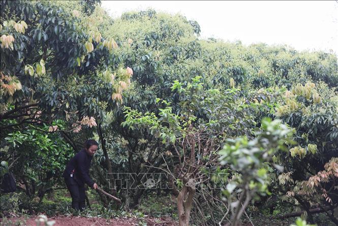 Bac Giang looks to boost “Thieu” lychee sales in high-standard markets ...
