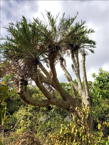 Ninh Thuận: Đón nhận Bằng công nhận Khu dự trữ sinh quyển thế giới Núi ...