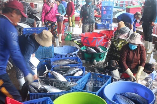 Tuna export maintains high growth in Q1 - VNA Photos - Vietnam News ...
