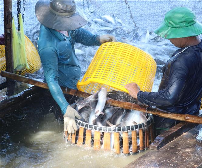 Tra fish production, exports surge - VNA Photos - Vietnam News Agency (VNA)