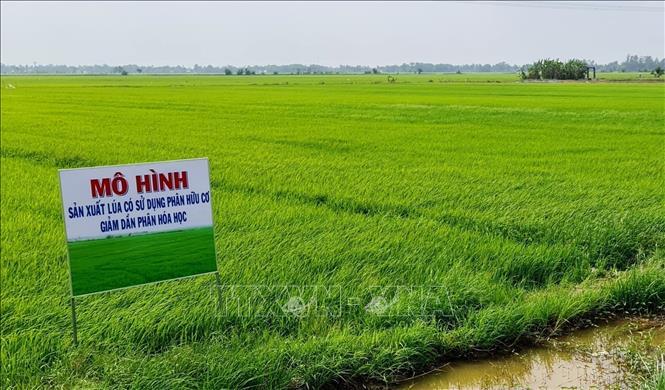 Bac Lieu expands growing rice to organic standards - VNA Photos ...