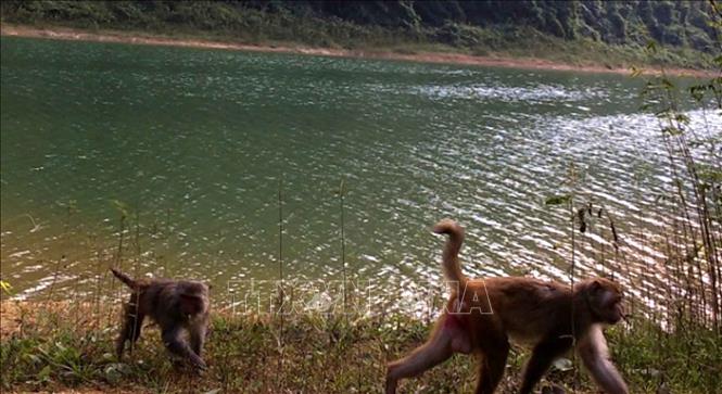 Rare primates turn up in Thanh Hoa national park - VNA Photos - Vietnam ...