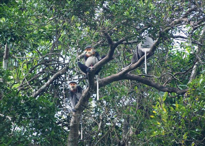 Quang Nam expands natural habitat for rare douc langurs - VNA Photos ...