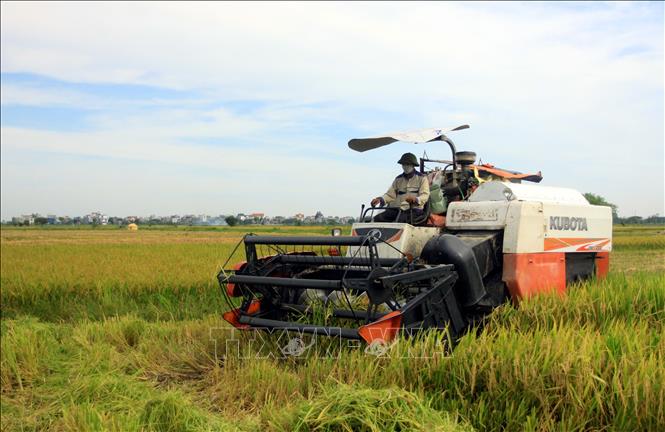 Vietnam aims to boost rice export to ASEAN - VNA Photos - Vietnam News ...