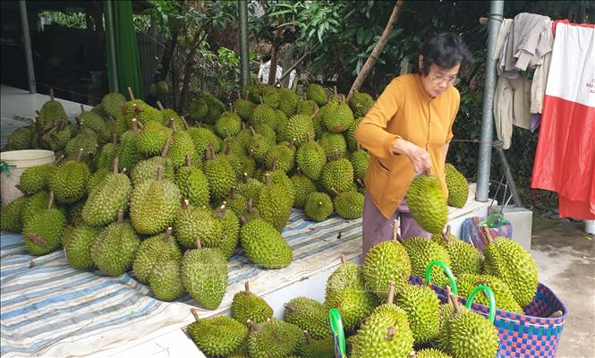 Export of Vietnamese durian to China to become official soon - VNA ...