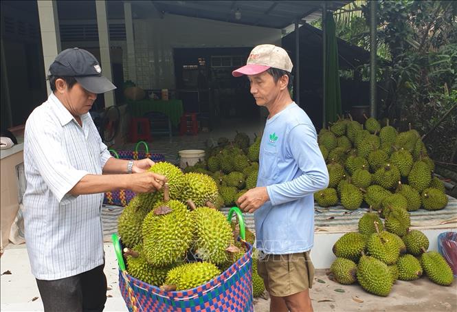 Export of Vietnamese durian to China to become official soon - VNA ...