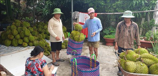 Export of Vietnamese durian to China to become official soon - VNA ...