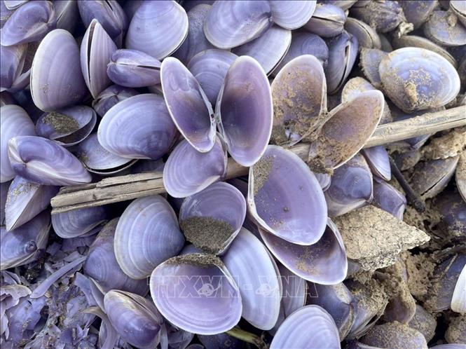 Thanh Hóa: Ngao tự nhiên chết bất thường và trôi dạt vào bờ biển - Ảnh ...