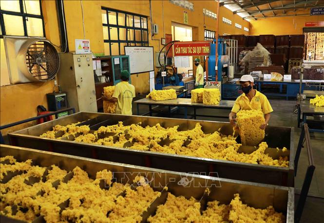 Vietnam’s rubber exports rise sharply - VNA Photos - Vietnam News ...