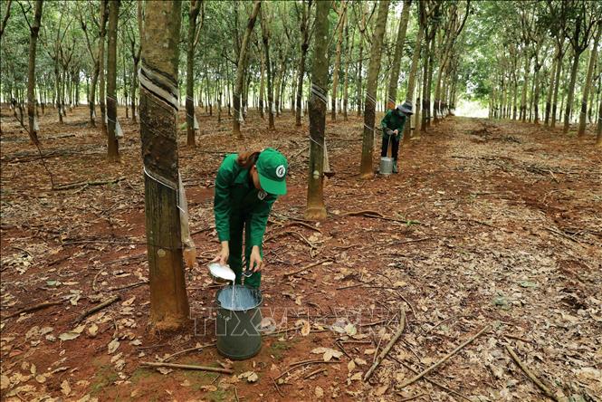 Vietnam’s rubber exports rise sharply - VNA Photos - Vietnam News ...