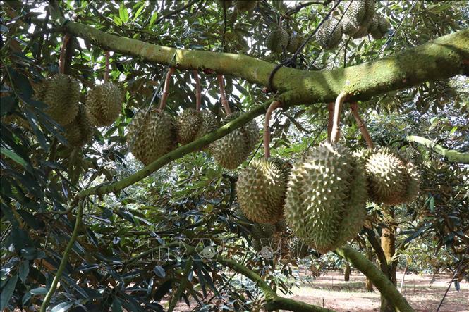 Chinese customs highly value Vietnamese durian growing areas - VNA ...