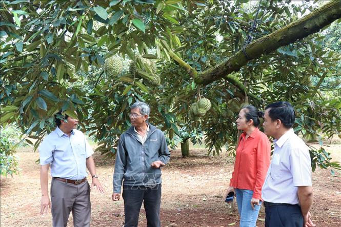 Chinese customs highly value Vietnamese durian growing areas - VNA ...