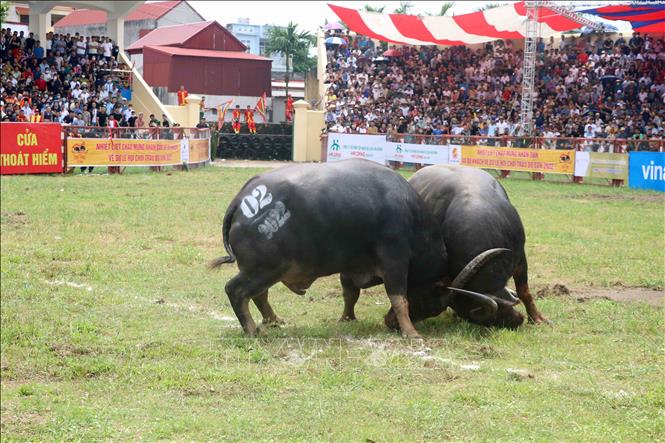 Hai Phong: Do Son buffalo fighting festival thrills spectators - VNA ...