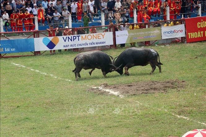 Hai Phong: Do Son buffalo fighting festival thrills spectators - VNA ...