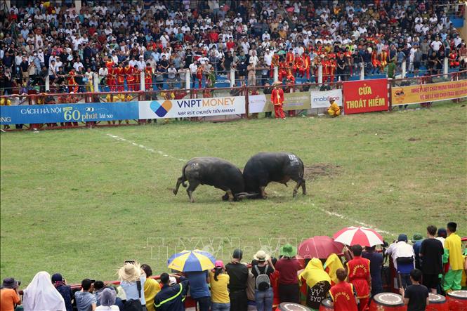 Hai Phong: Do Son buffalo fighting festival thrills spectators - VNA ...