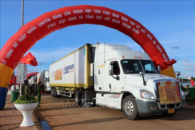 Vietnam's first batch of durians officially exported to China - VNA ...