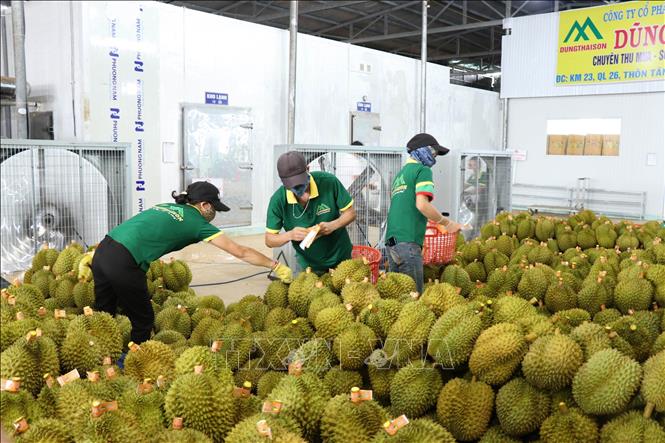 Vietnam's first batch of durians officially exported to China - VNA ...