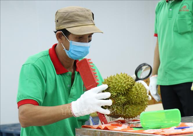 Vietnam's first batch of durians officially exported to China - VNA ...