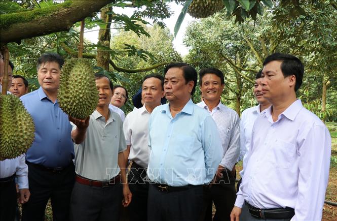 Vietnam's first batch of durians officially exported to China - VNA ...