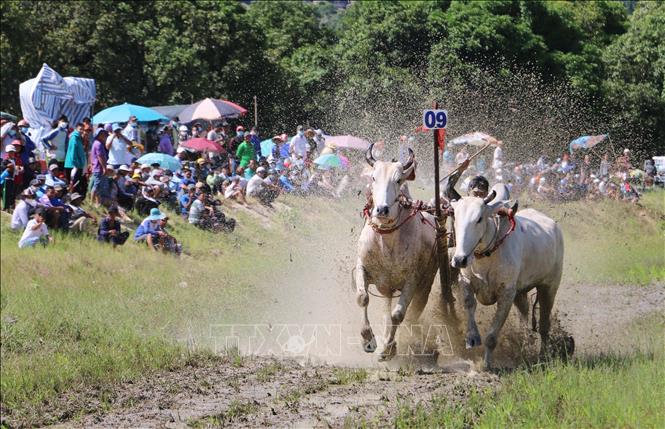 Ox racing festival of the Khmer in An Giang attracts large spectator - VNA Photos - Vietnam News ...