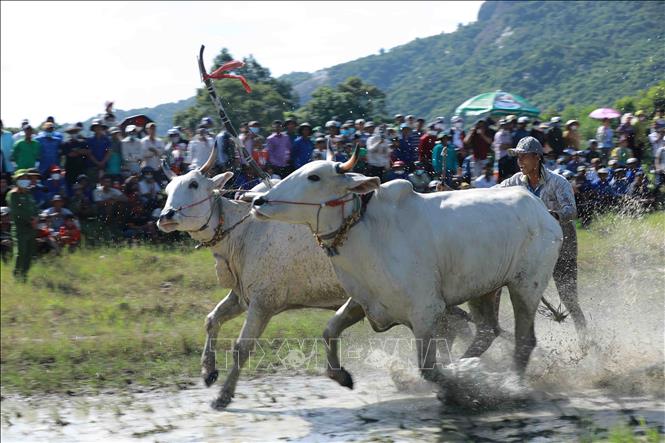 Ox racing festival of the Khmer in An Giang attracts large spectator - VNA Photos - Vietnam News ...