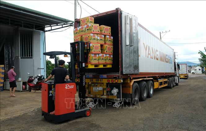 Lam Dong exports first approved batch of durians to China - VNA Photos ...