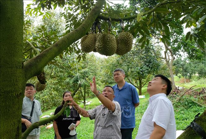 Lam Dong exports first approved batch of durians to China - VNA Photos ...