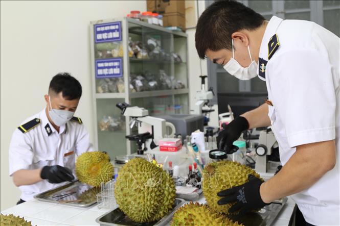 Nearly 2,600 tonnes of durians shipped to China via Lang Son's Huu Nghi ...