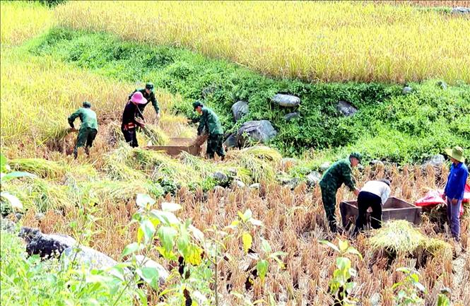 Lai Châu: Cán bộ chiến sĩ Đồn Biên phòng Vàng Ma Chải giúp dân thu hoạch lúa - Ảnh thời sự trong ...