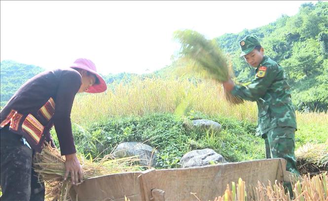 Lai Châu: Cán bộ chiến sĩ Đồn Biên phòng Vàng Ma Chải giúp dân thu hoạch lúa - Ảnh thời sự trong ...