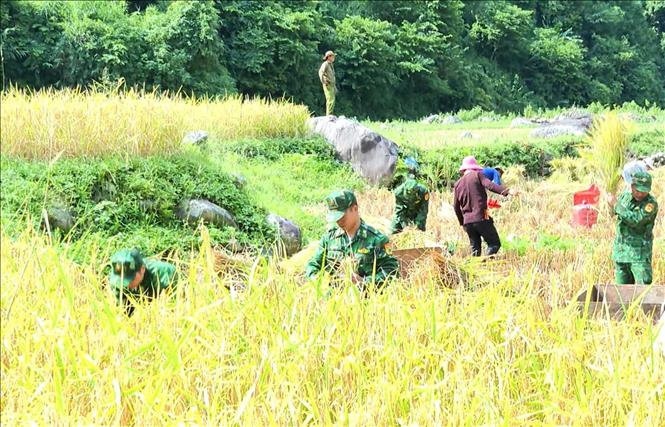 Lai Châu: Cán bộ chiến sĩ Đồn Biên phòng Vàng Ma Chải giúp dân thu hoạch lúa - Ảnh thời sự trong ...