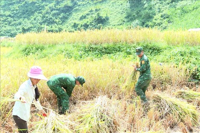 Lai Châu: Cán bộ chiến sĩ Đồn Biên phòng Vàng Ma Chải giúp dân thu hoạch lúa - Ảnh thời sự trong ...