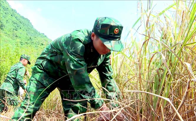 Lai Châu: Cán bộ chiến sĩ Đồn Biên phòng Vàng Ma Chải giúp dân thu hoạch lúa - Ảnh thời sự trong ...