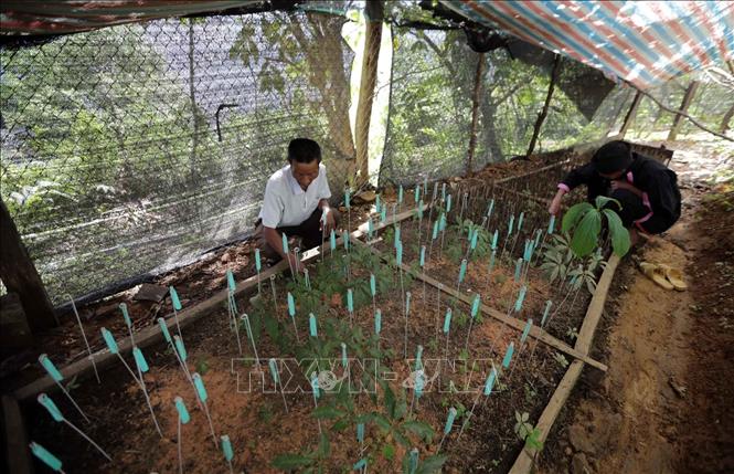 Lai Chau province successfully grows rare ginseng variety - VNA Photos ...