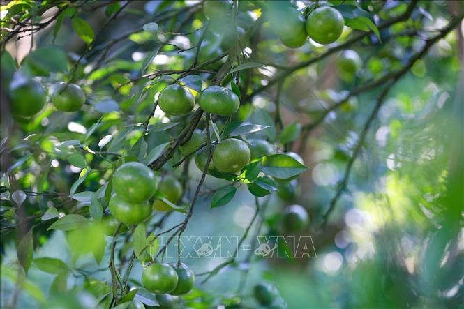 Hòa Bình giữ vững thương hiệu cam Cao Phong - Ảnh thời sự trong nước - Kinh tế - Thông tấn xã ...