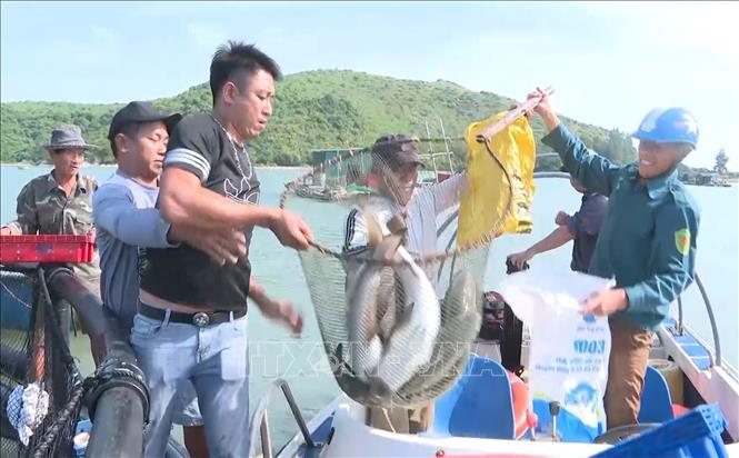 Quảng Bình: Nuôi cá bớp biển bằng lồng nhựa HDPE cho hiệu quả kinh tế cao - Ảnh thời sự trong ...