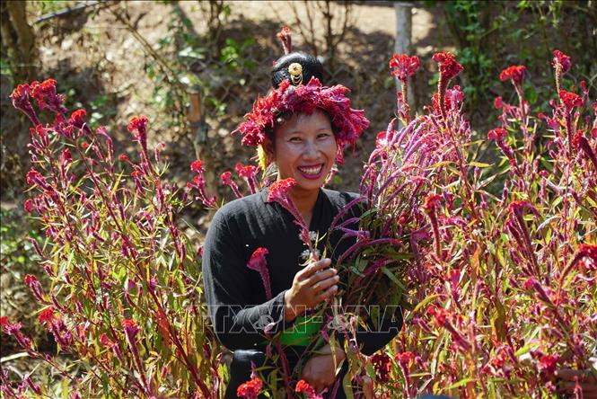 Cockscomb flower season marks Tet festival of Cong ethnic people - VNA ...