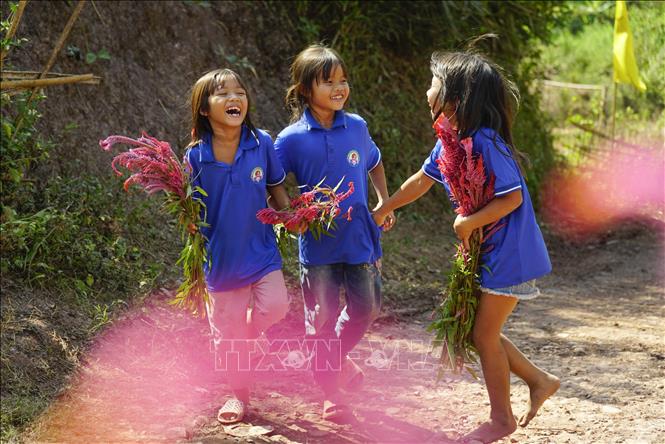 Cockscomb flower season marks Tet festival of Cong ethnic people - VNA ...