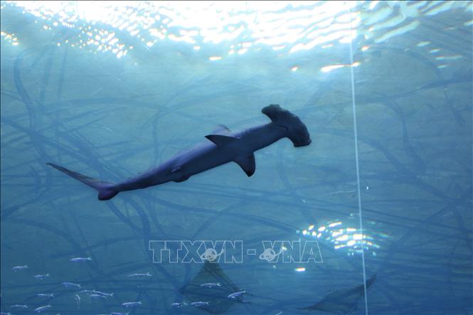 Thế giới đẩy mạnh bảo vệ các loài cá mập có nguy cơ tuyệt chủng - Ảnh ...