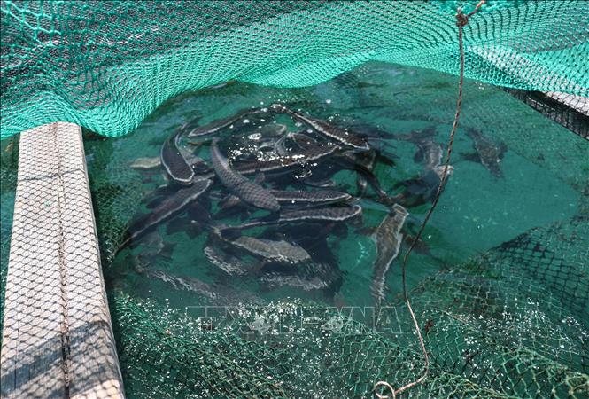 Ninh Thuan boosts development of marine aquaculture - VNA Photos ...