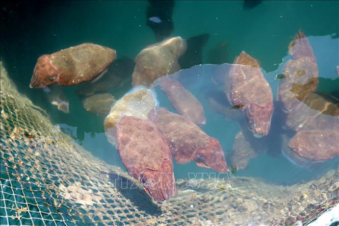 Ninh Thuan boosts development of marine aquaculture - VNA Photos ...